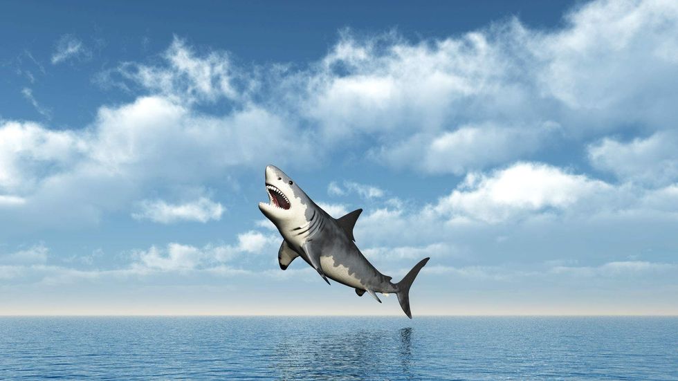 Al Gore was right': Australian cyclone caused real life 'Sharknado ...