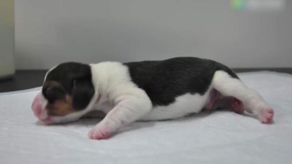 Chinese scientists clone genetically altered dog, say they’re ready to ...