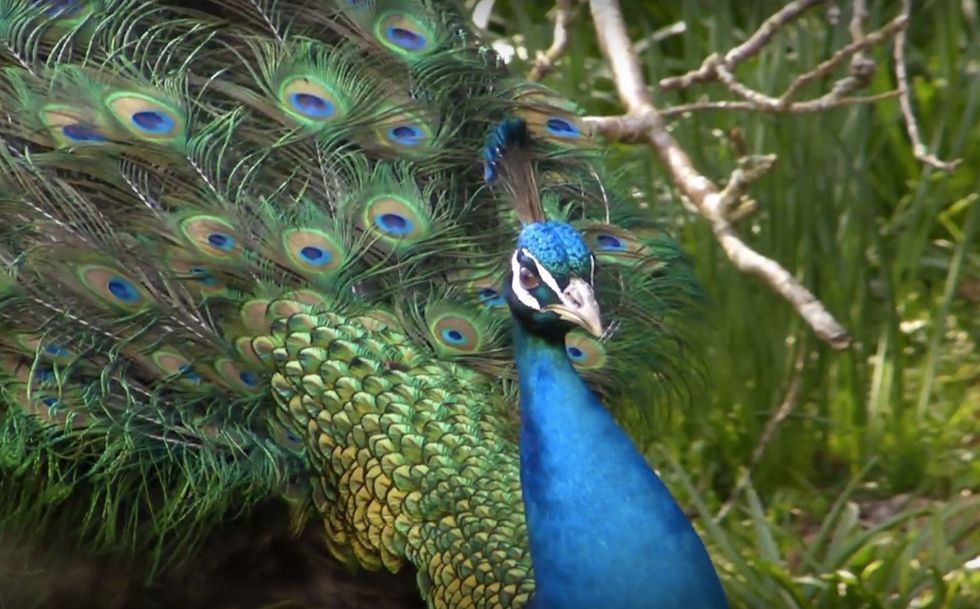 Passengers wanted 'emotional support' peacock aboard flight. The idea ...