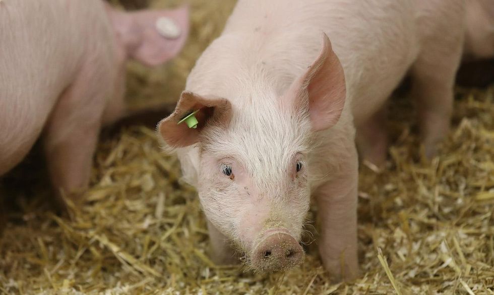 American researchers discover technique to keep pig brains alive ...