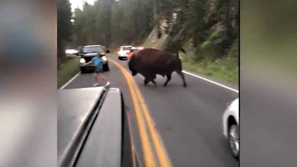 Man arrested after viral video shows him taunting huge bison at ...
