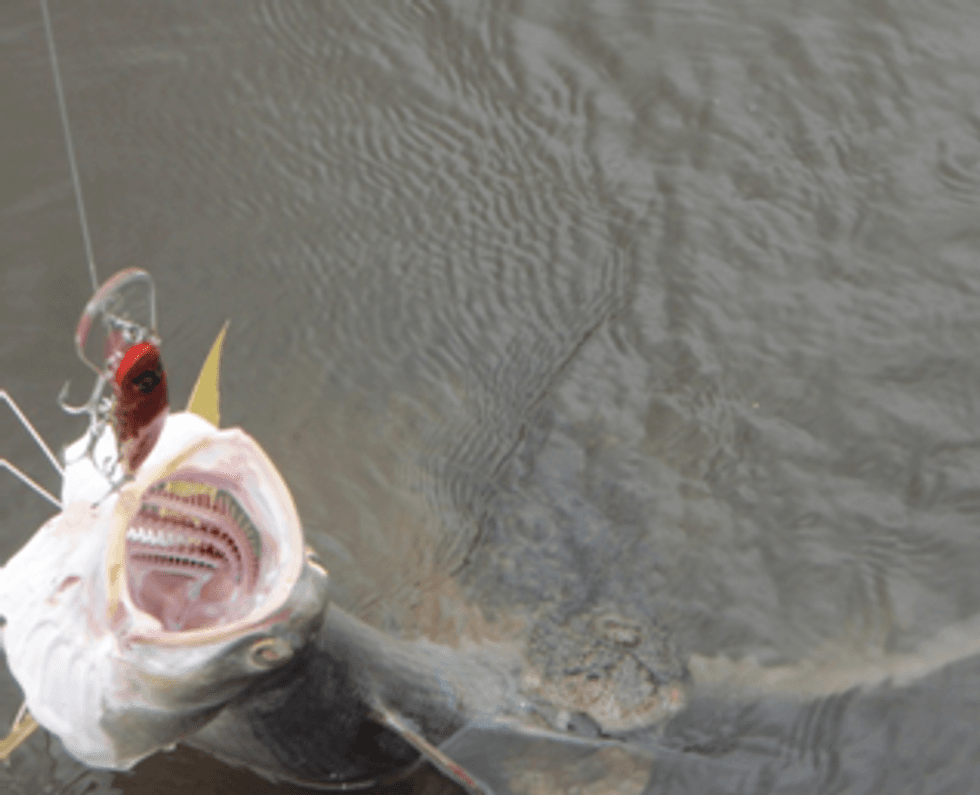 He Was Pulling up a Massive Fish When He Got a Lot More Than He ...