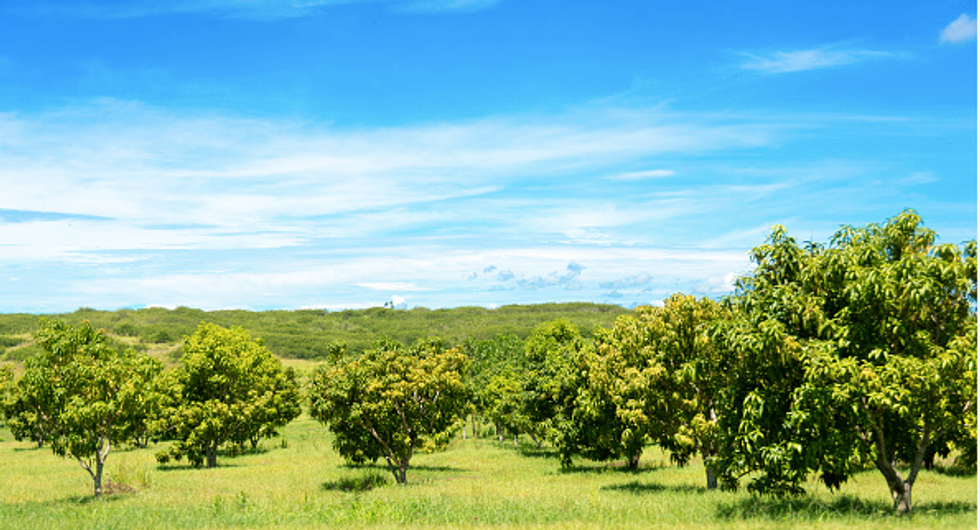 Perfect-Looking Mango' Leads to Florida Shooting | Blaze Media